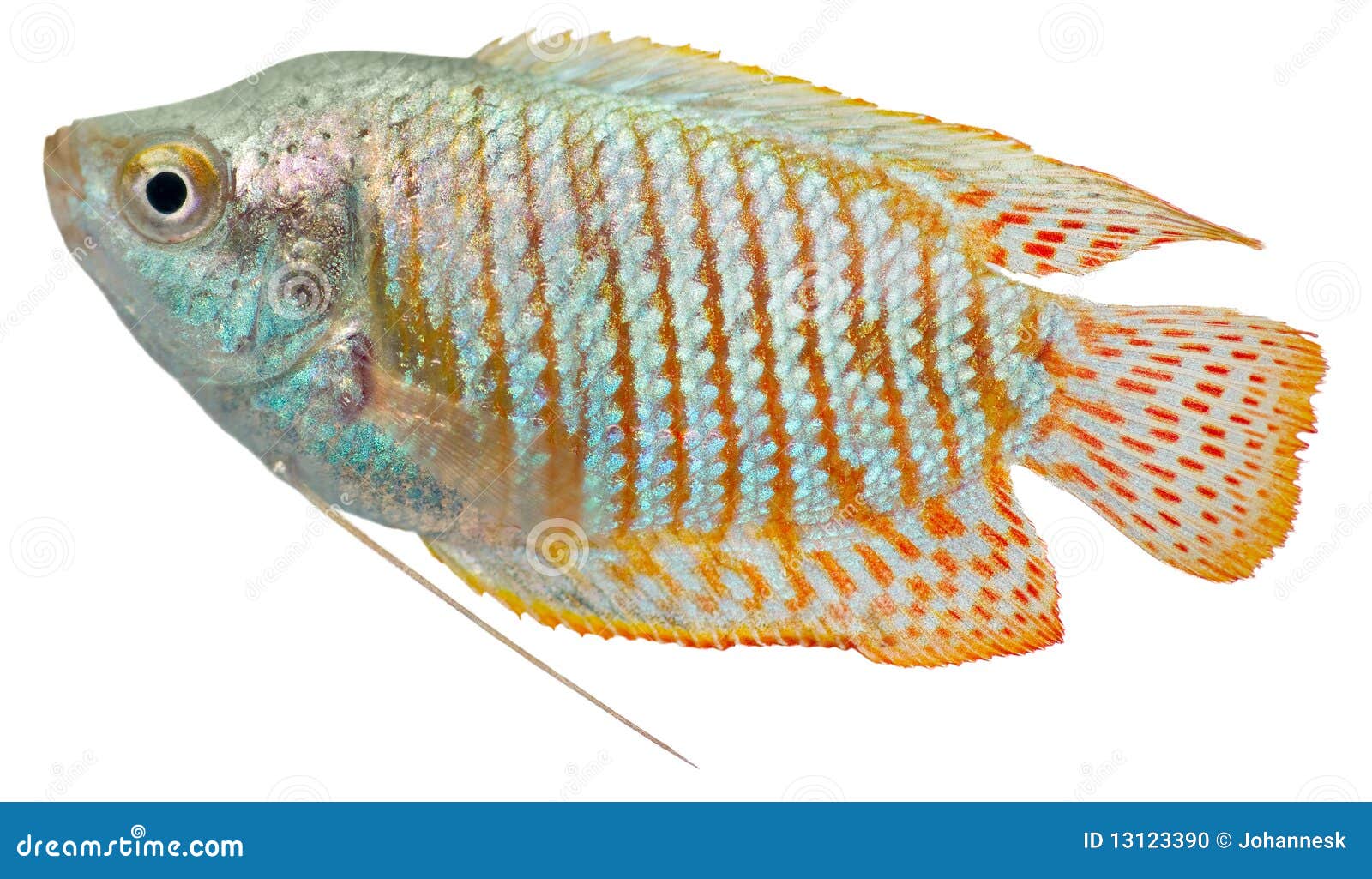 Dwarf Gourami fish stock photo. Image of silver, dwarf - 13123390