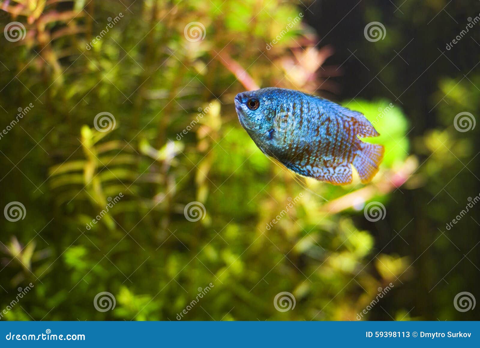 Dwarf gourami stock image. Image of river, asia, female - 59398113