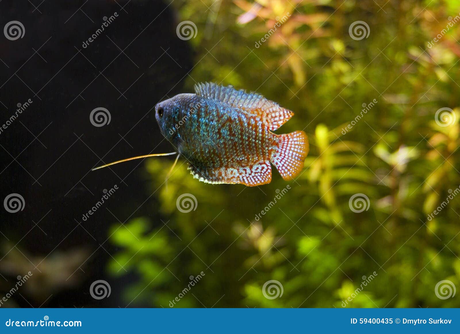Trichogaster Lalius, Popular Aquarium Freshwater Gourami Fish Male From ...