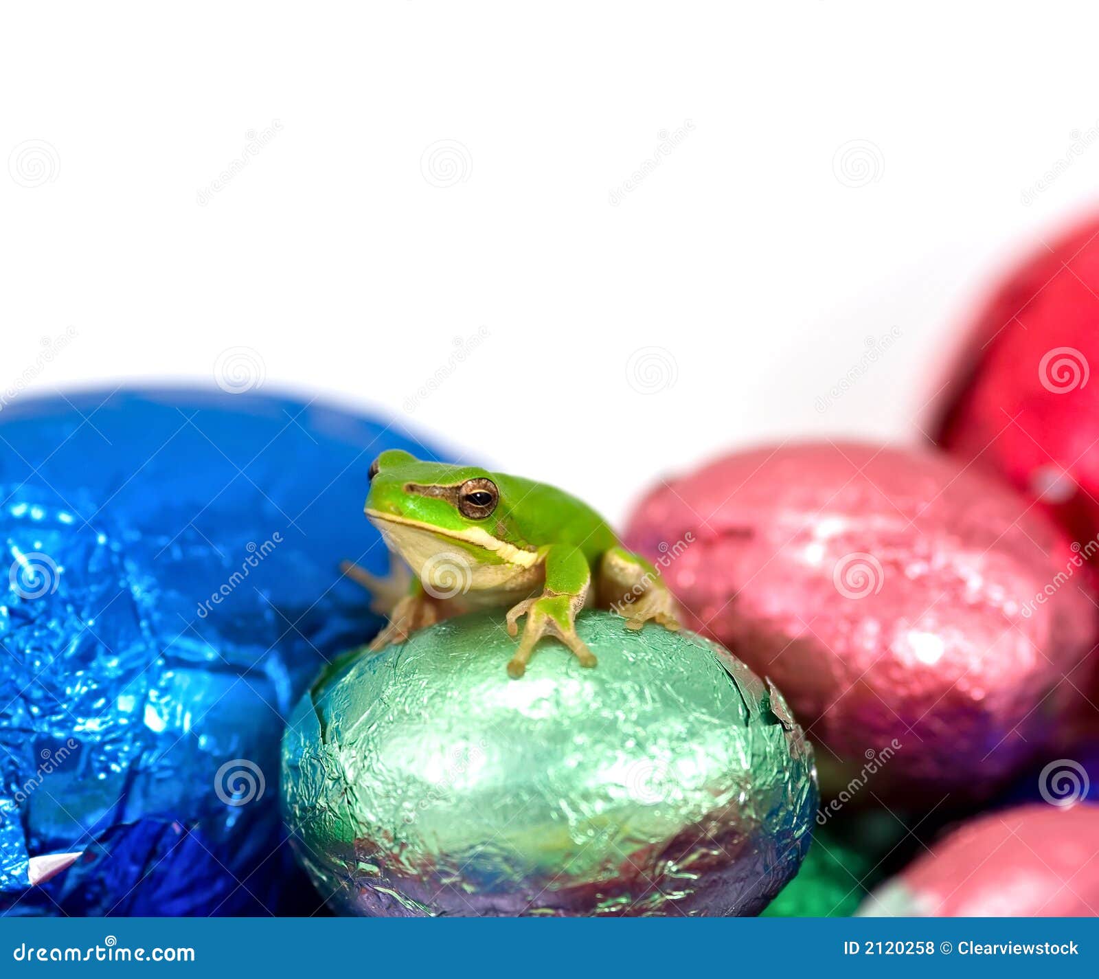 Dwarf Green Tree Frog Sitting Stock Photo - Image of wrapped, candies ...