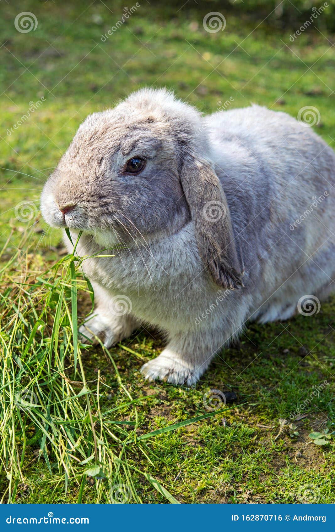 Dwarf Lop-eared Rabbit Breeds Ram Stock Photo - Image of natural, dwarf ...