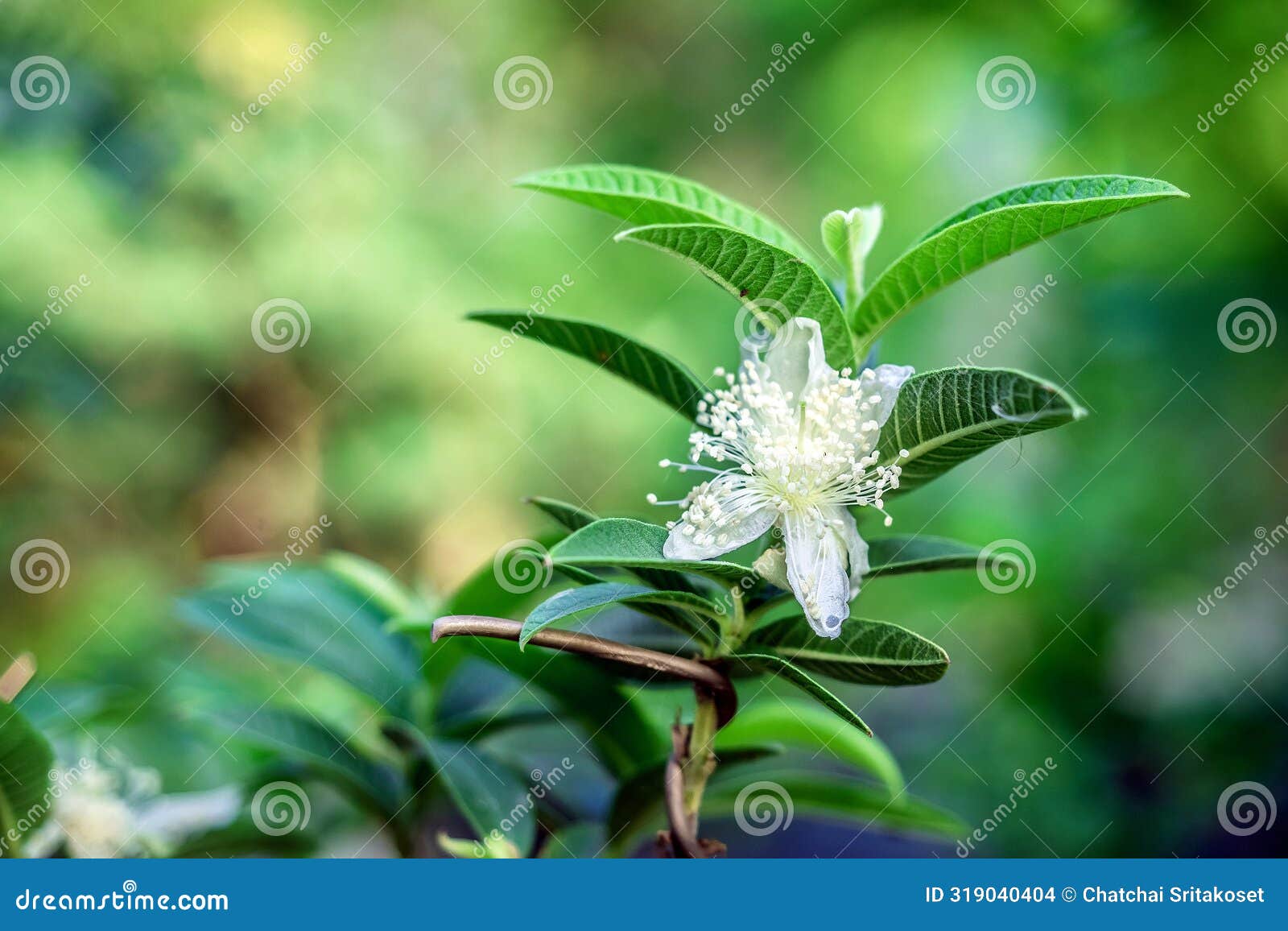 Dwarf Guava Flower on Tree in Plastic Pot Stock Photo - Image of ...
