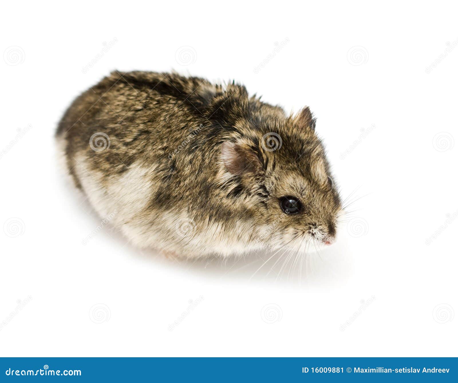 Dwarf hamster stock image. Image of dwarf, fluffy, close - 16009881