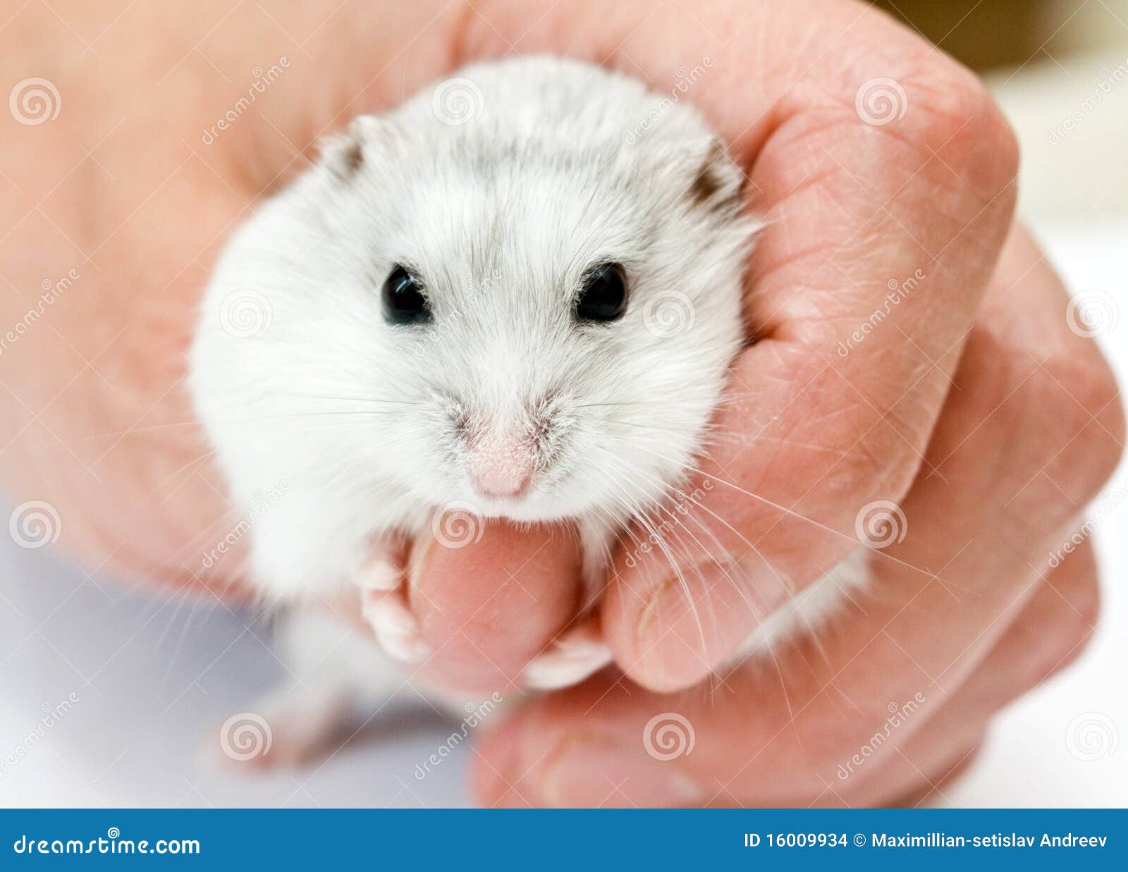 Dwarf Hamster Stock Photography | CartoonDealer.com #43530386