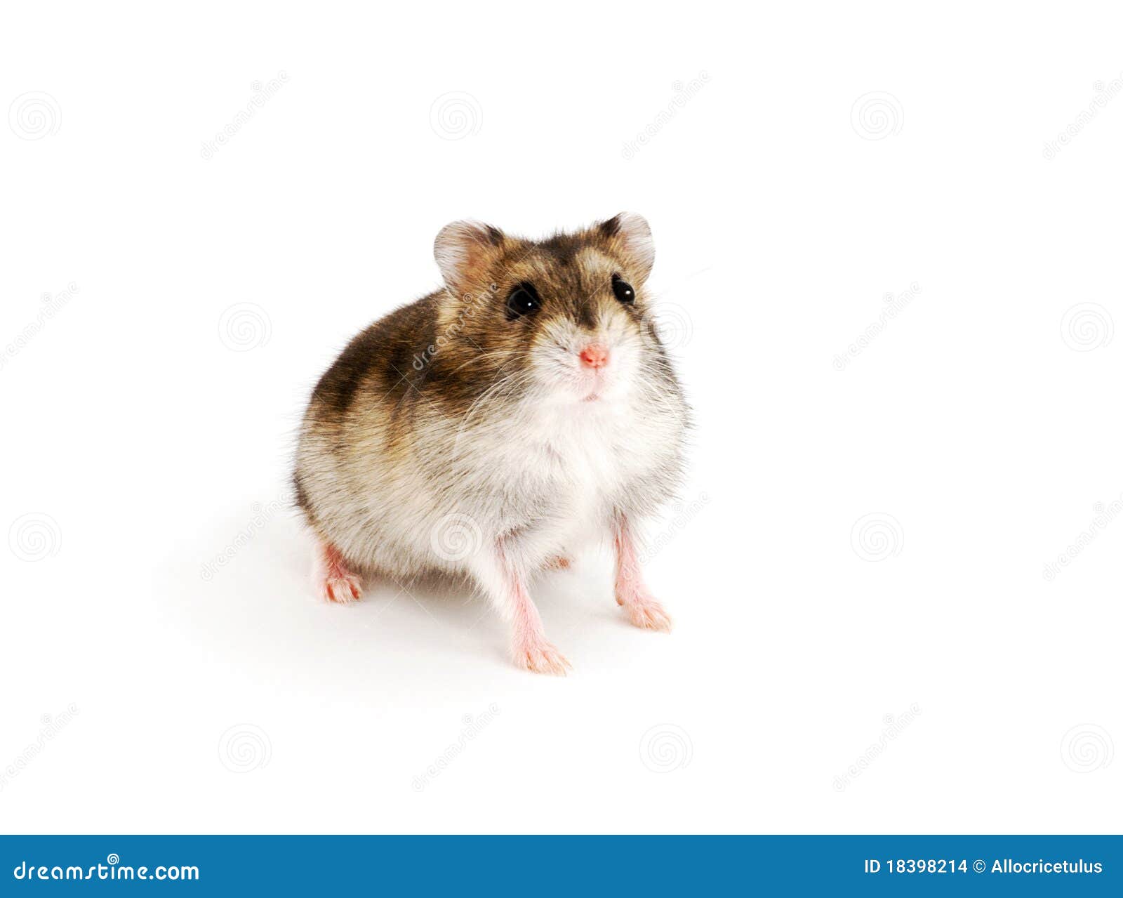 Dwarf Hamster Stock Photography | CartoonDealer.com #43530386