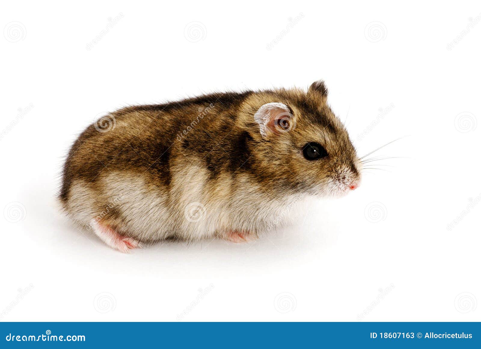 Dwarf Hamster Stock Photography | CartoonDealer.com #43530386