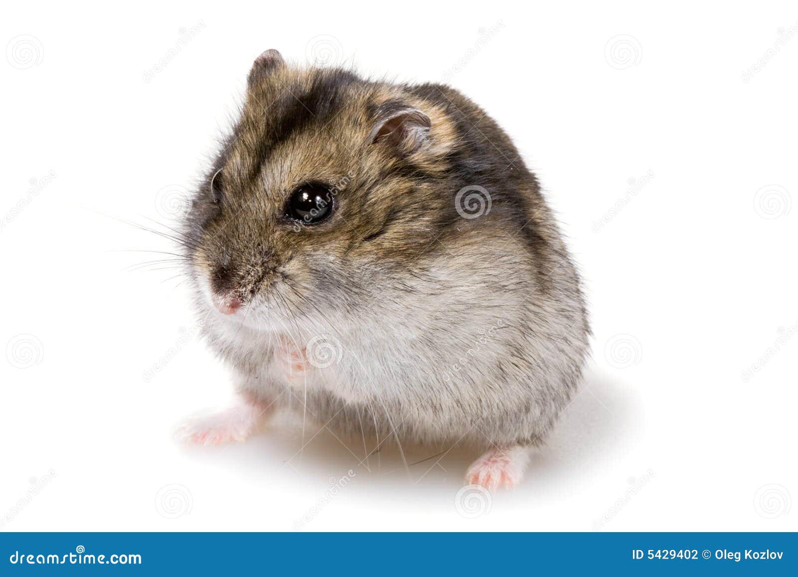 Dwarf hamster stock photo. Image of looking, paws, hamster - 5429402