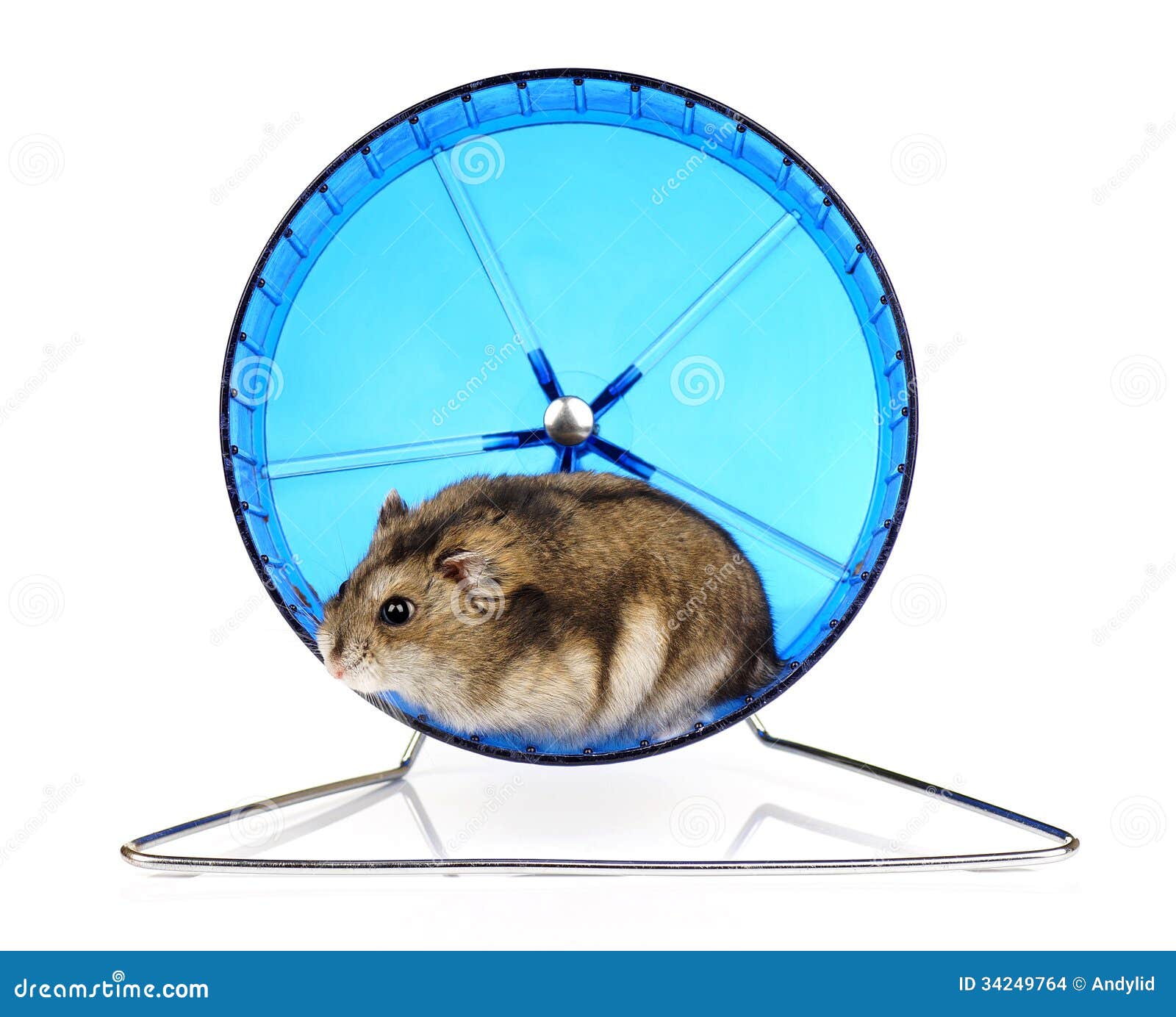 Hamster Wheel stock photo. Image of winter, furry, grey - 34249764