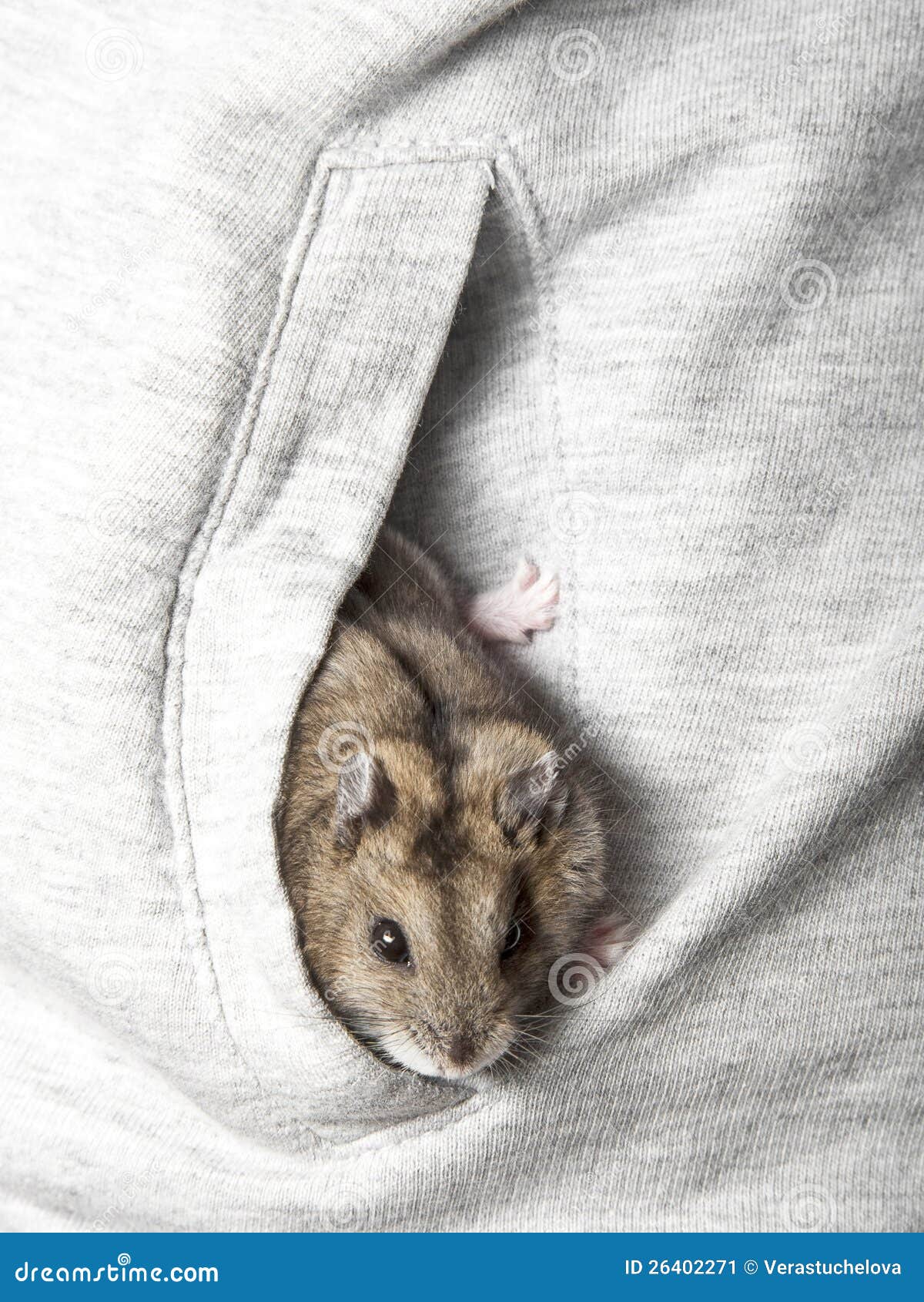 Dwarf hamster in a pocket stock image. Image of little - 26402271