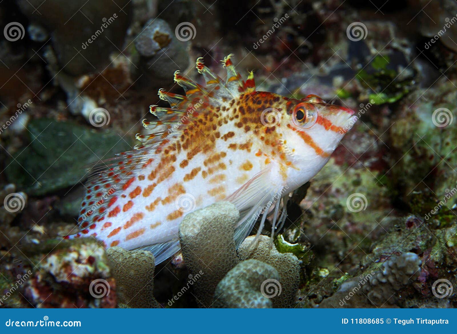Dwarf hawkfish stock image. Image of falco, animals, creatures - 11808685