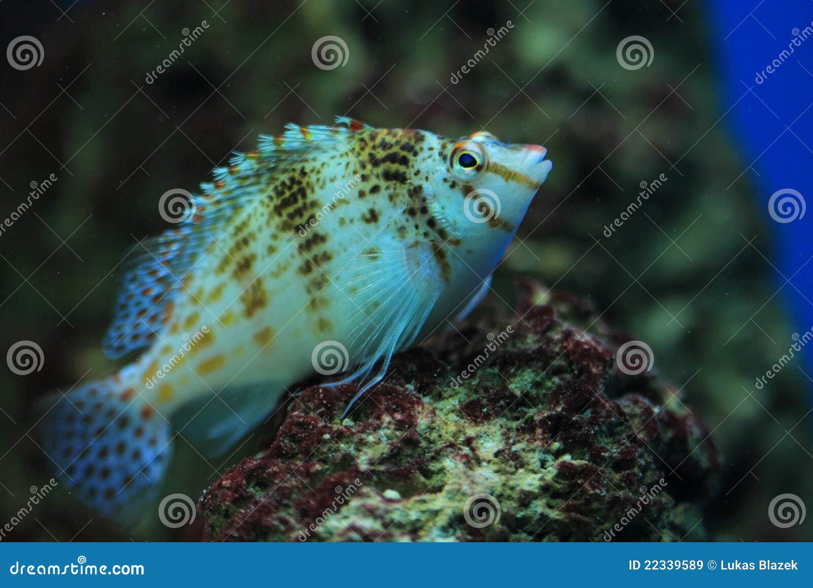 Dwarf hawkfish stock image. Image of dwarf, cirrhitichthys - 22339589