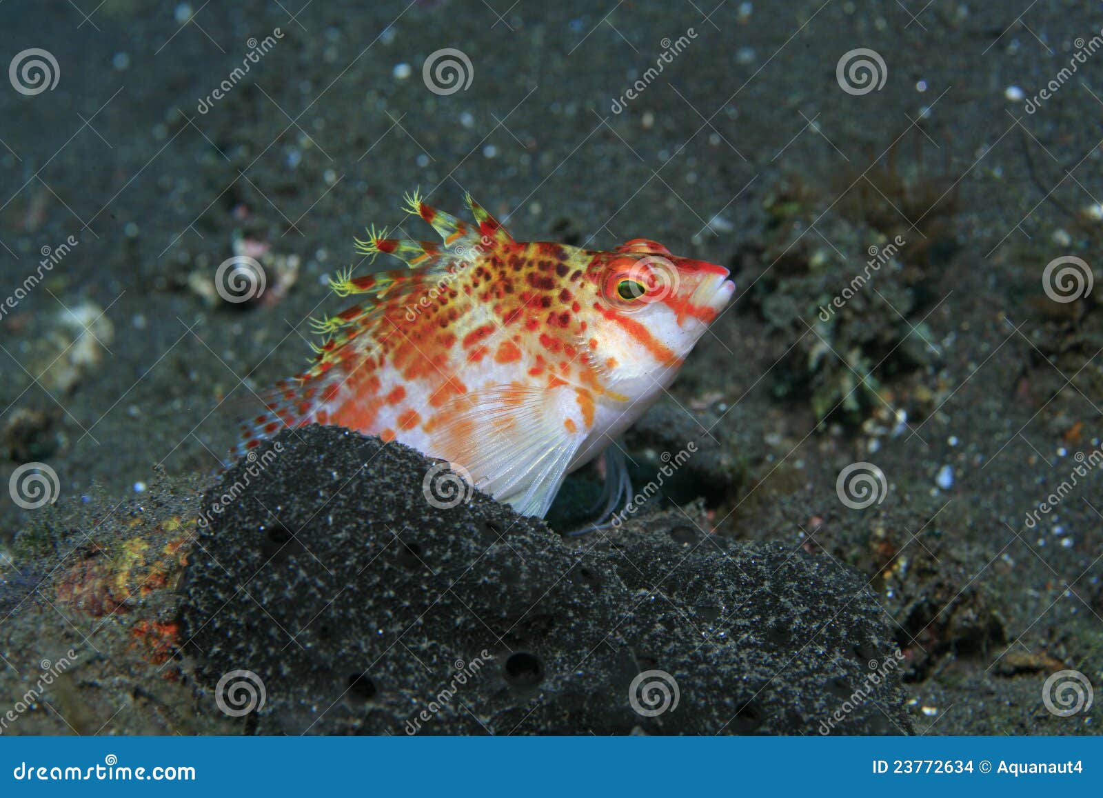 Dwarf hawkfish stock photo. Image of hawk, fishes, perch - 23772634