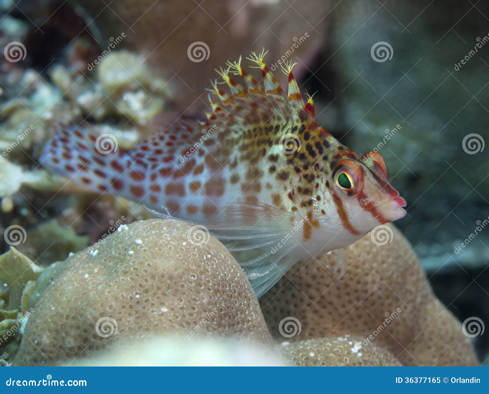 Dwarf hawkfish stock image. Image of reef, fish, wild - 36377165