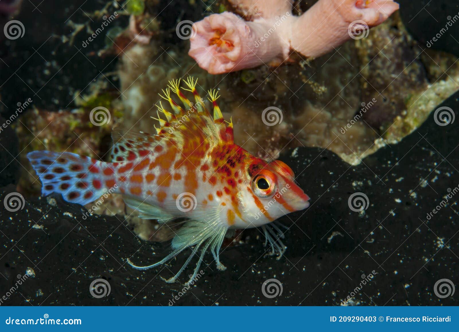 Dwarf Hawkfish stock image. Image of fish, location - 209290403