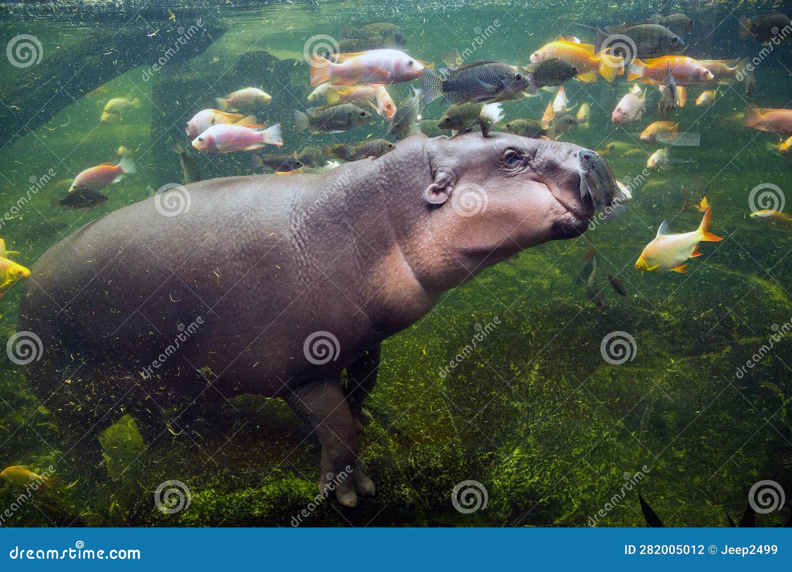 The Dwarf Hippo is Swimming. Stock Photo - Image of lion, seal: 282005012