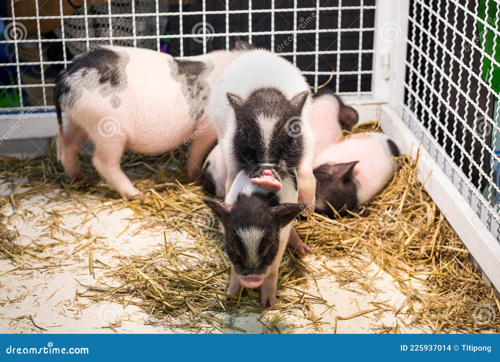 Dwarf hog in the cage stock photo. Image of cute, dirt - 225937014