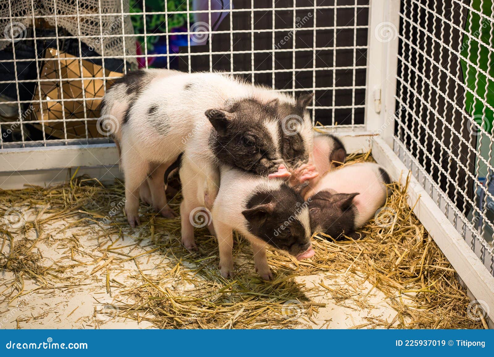Dwarf hog in the cage stock image. Image of livestock - 225937019