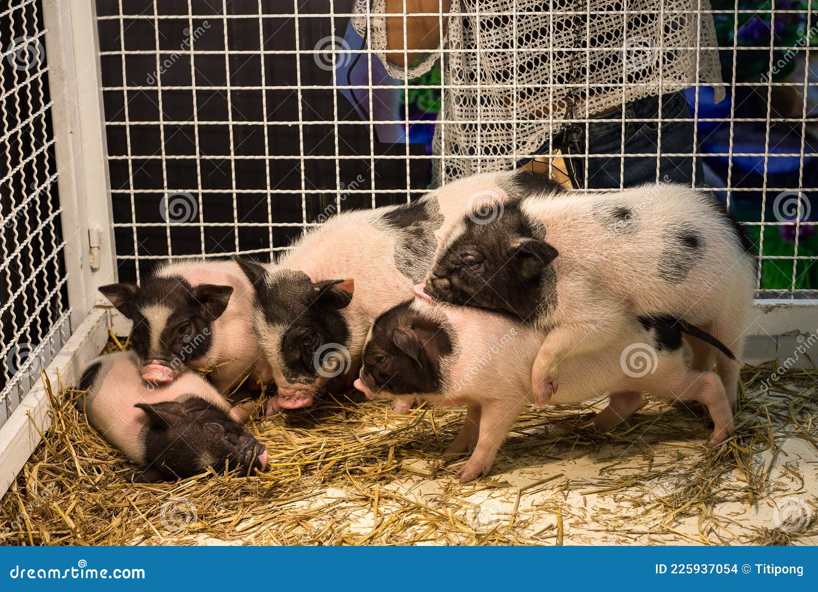 Dwarf hog in the cage stock photo. Image of dirt, field - 225937054