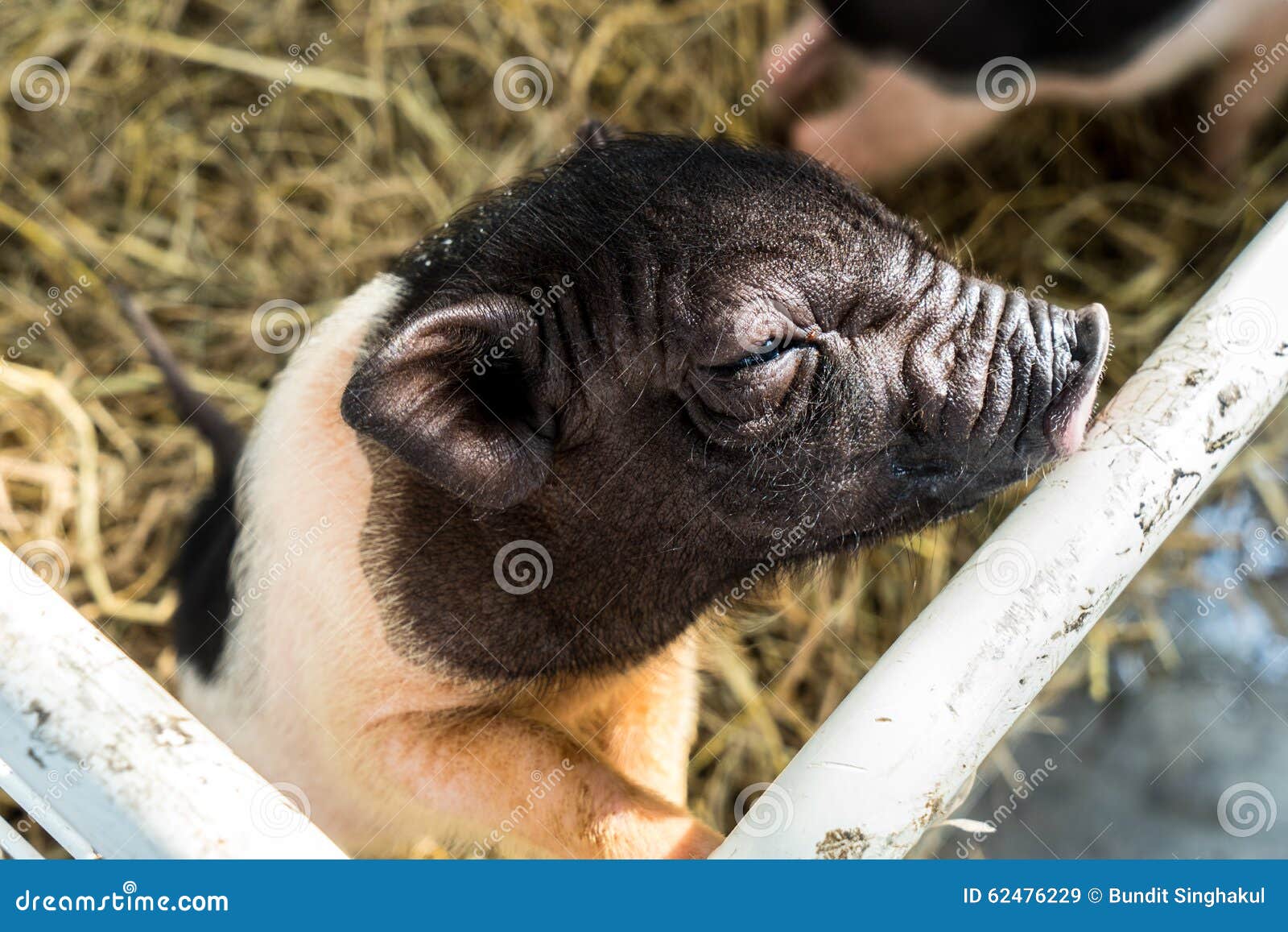 Dwarf Hog Cage Stock Photos - Free & Royalty-Free Stock Photos from ...