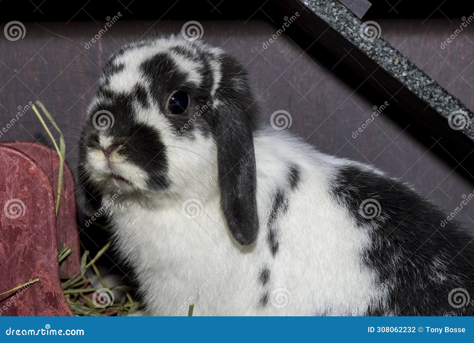 Dwarf Holland Lop Rabbit Closeup Stock Photo - Image of bunny, domestic ...