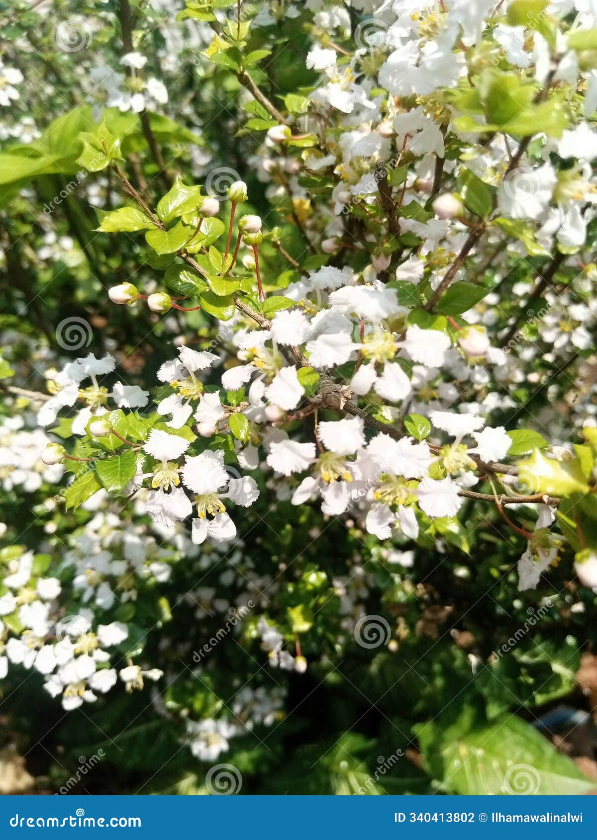 Dwarf Holly Flower , a Backdrop of Dense White Flowers Stock Photo ...