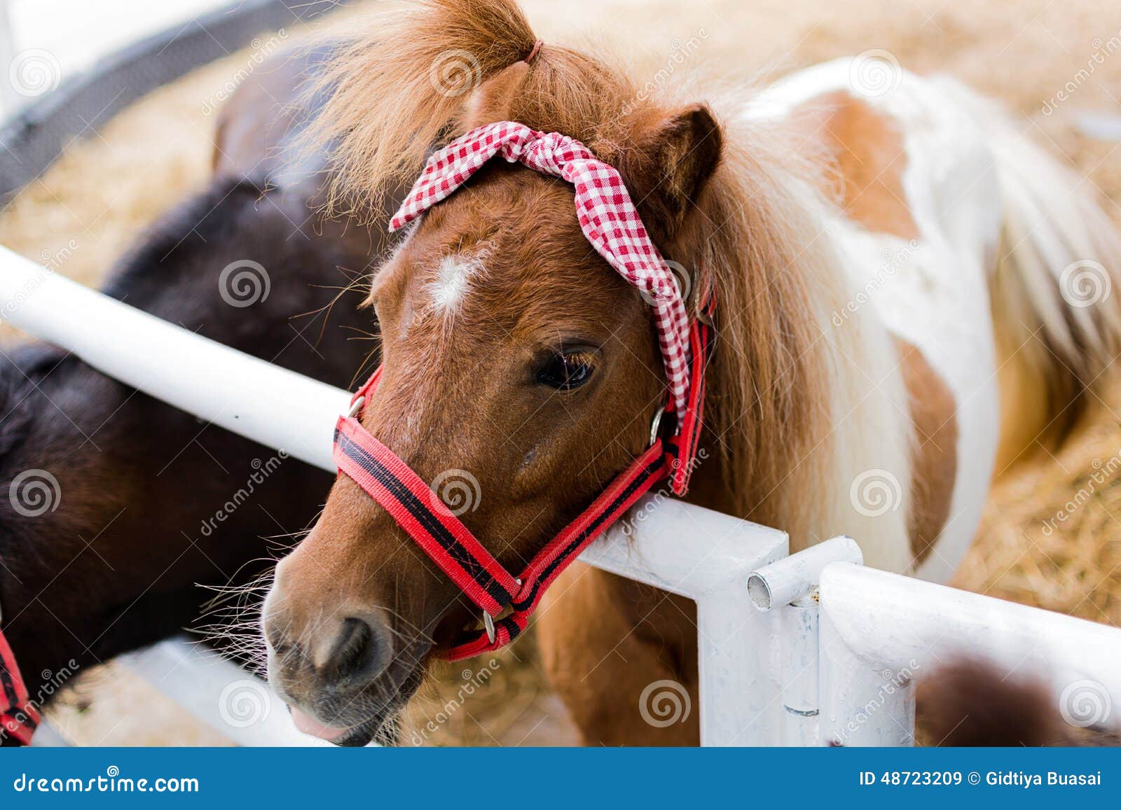 Dwarf horse stock image. Image of pets, dwarf, little - 48723209