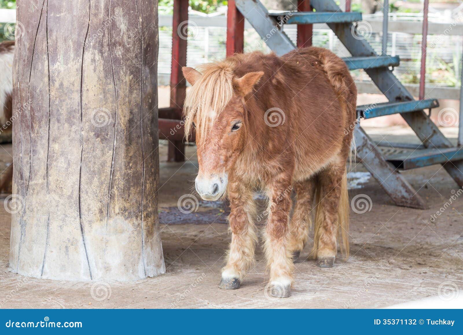 Dwarf horse. stock photo. Image of mammal, graze, eating - 35371132