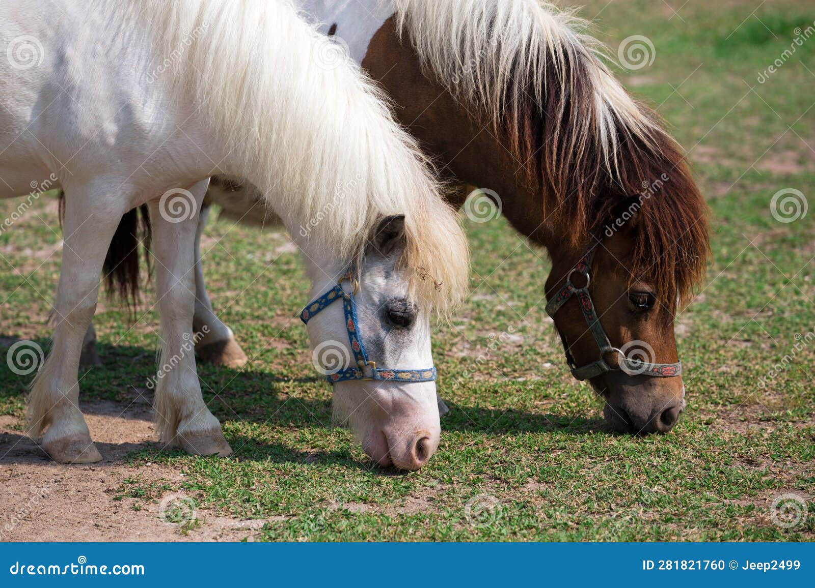 Dwarf horses in the grass. stock photo. Image of rural - 281821760