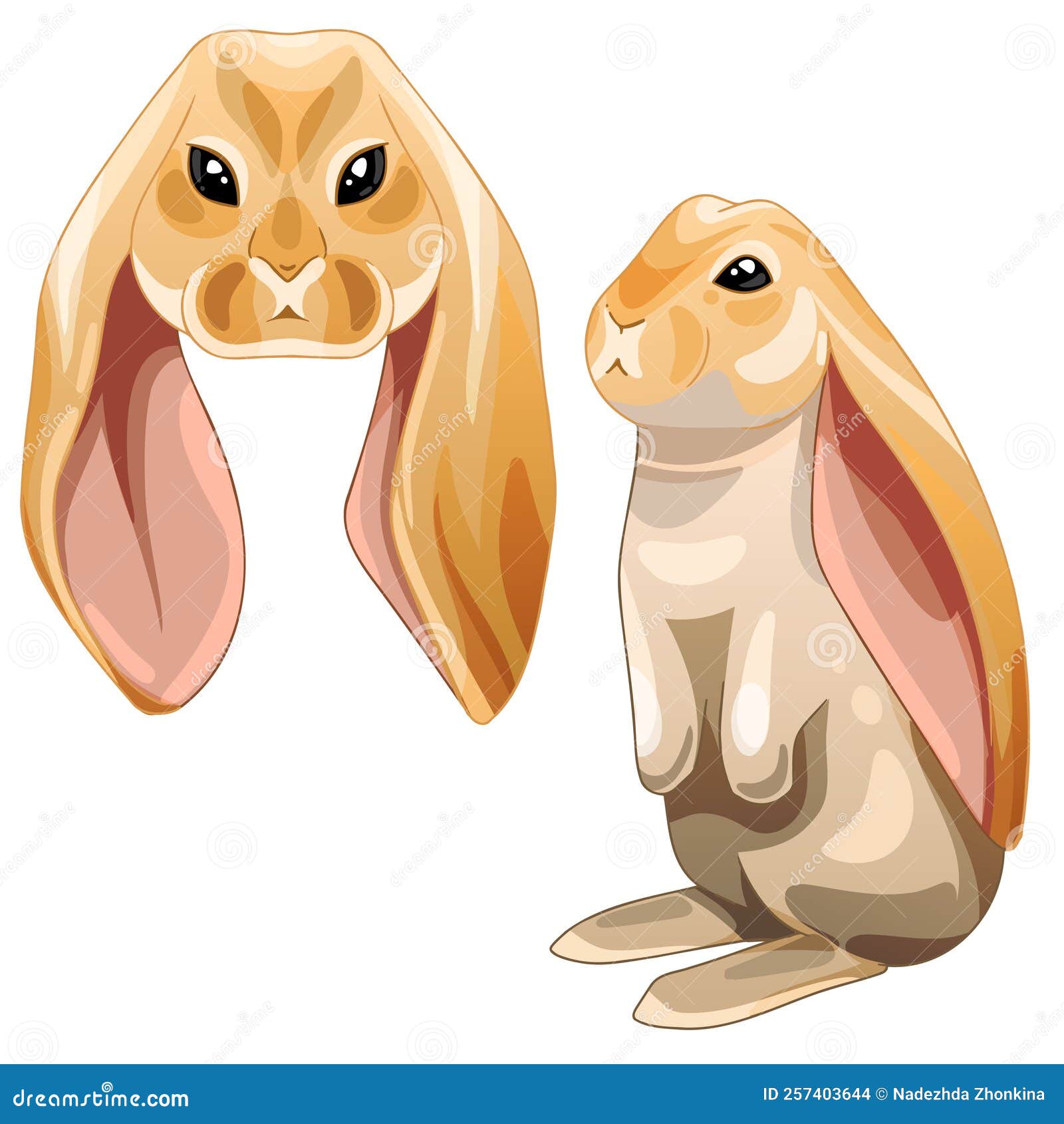 Lop Rabbit Vector Illustration | CartoonDealer.com #257403644