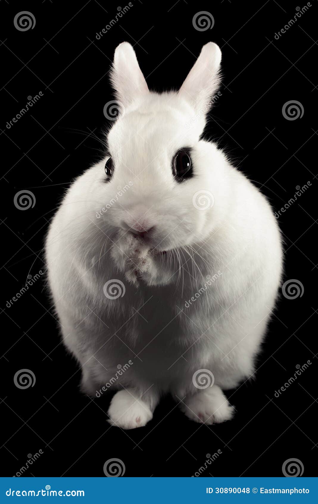 Dwarf Hotot Blue Eyes