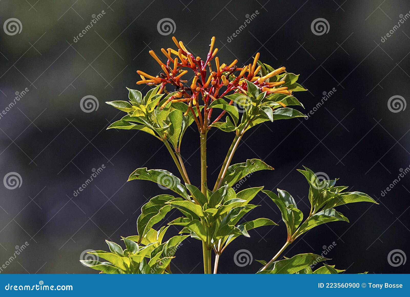 Dwarf Hummingbird Bush Closeup Stock Photo - Image of flowers, plant ...