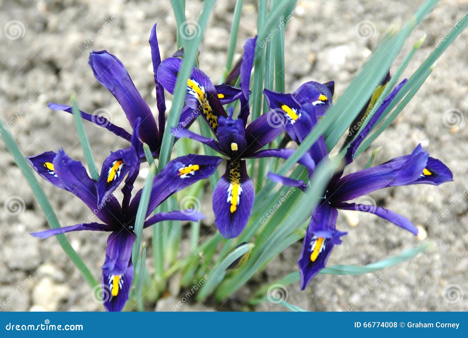 Dwarf Iris stock photo. Image of bloom, growing, border - 66774008