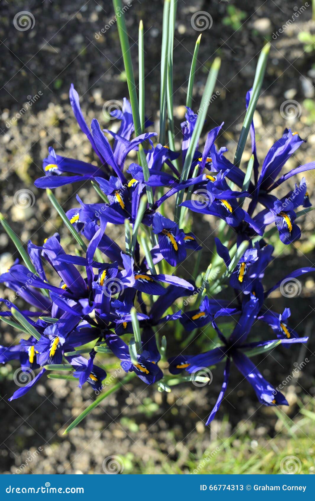 Dwarf Iris stock image. Image of flowering, miniature - 66774313