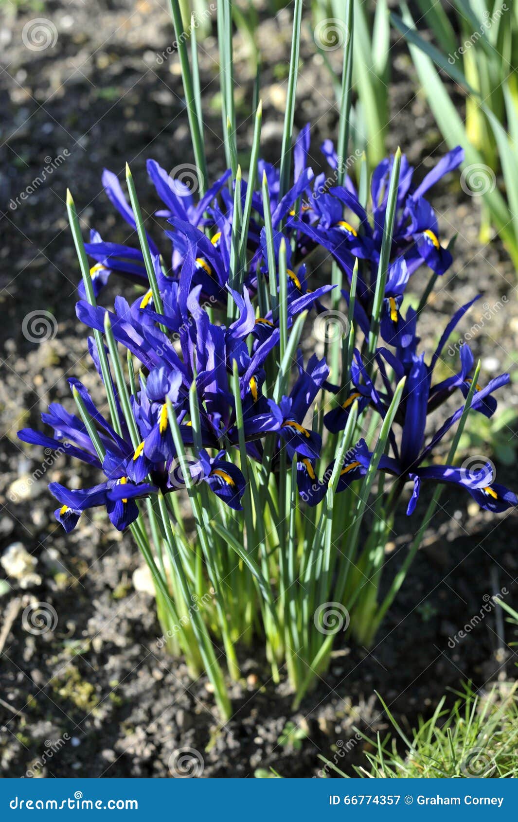 Dwarf Iris stock image. Image of blooming, early, dwarf - 66774357