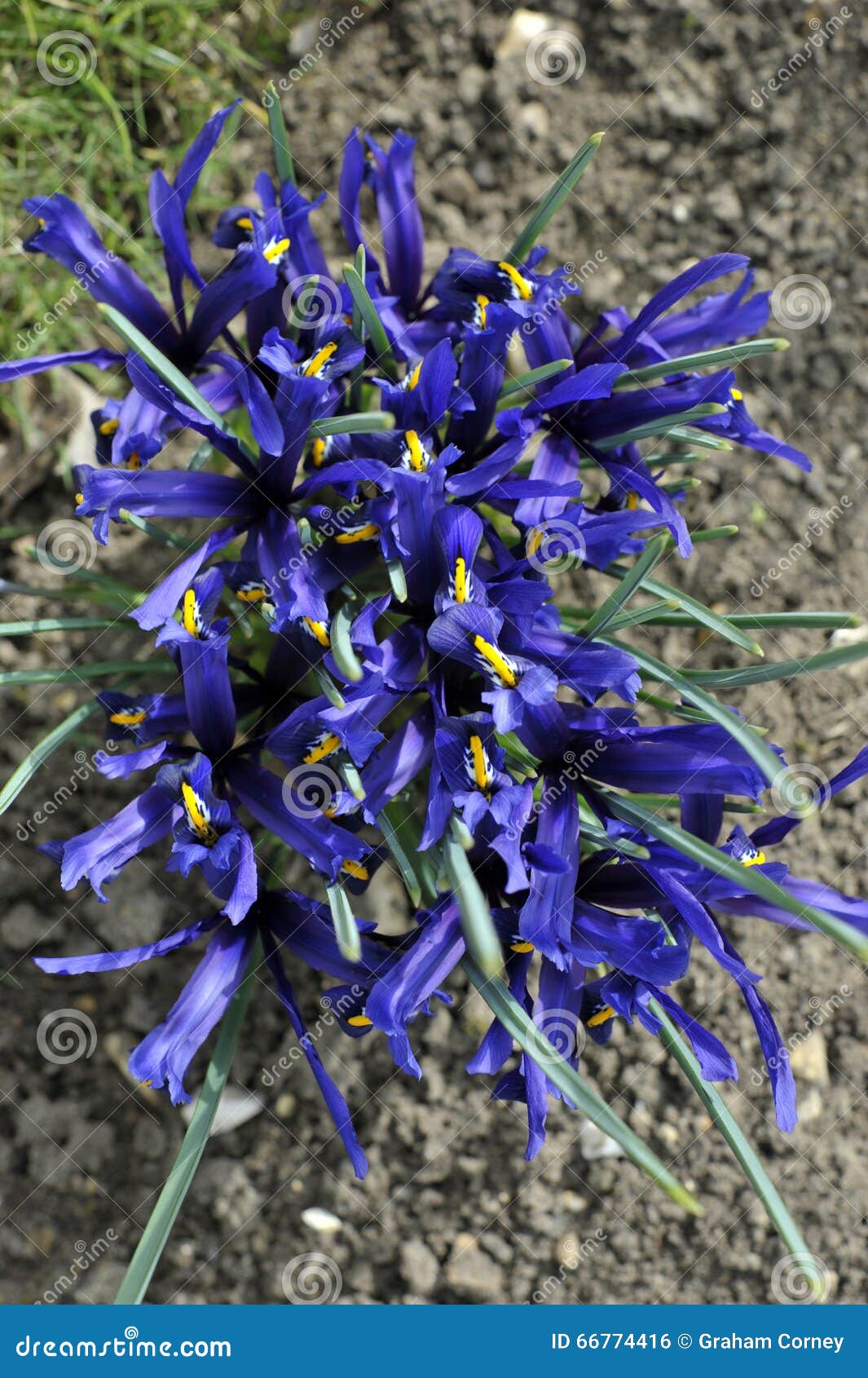 Dwarf Iris stock photo. Image of grow, east, bulbs, garden - 66774416