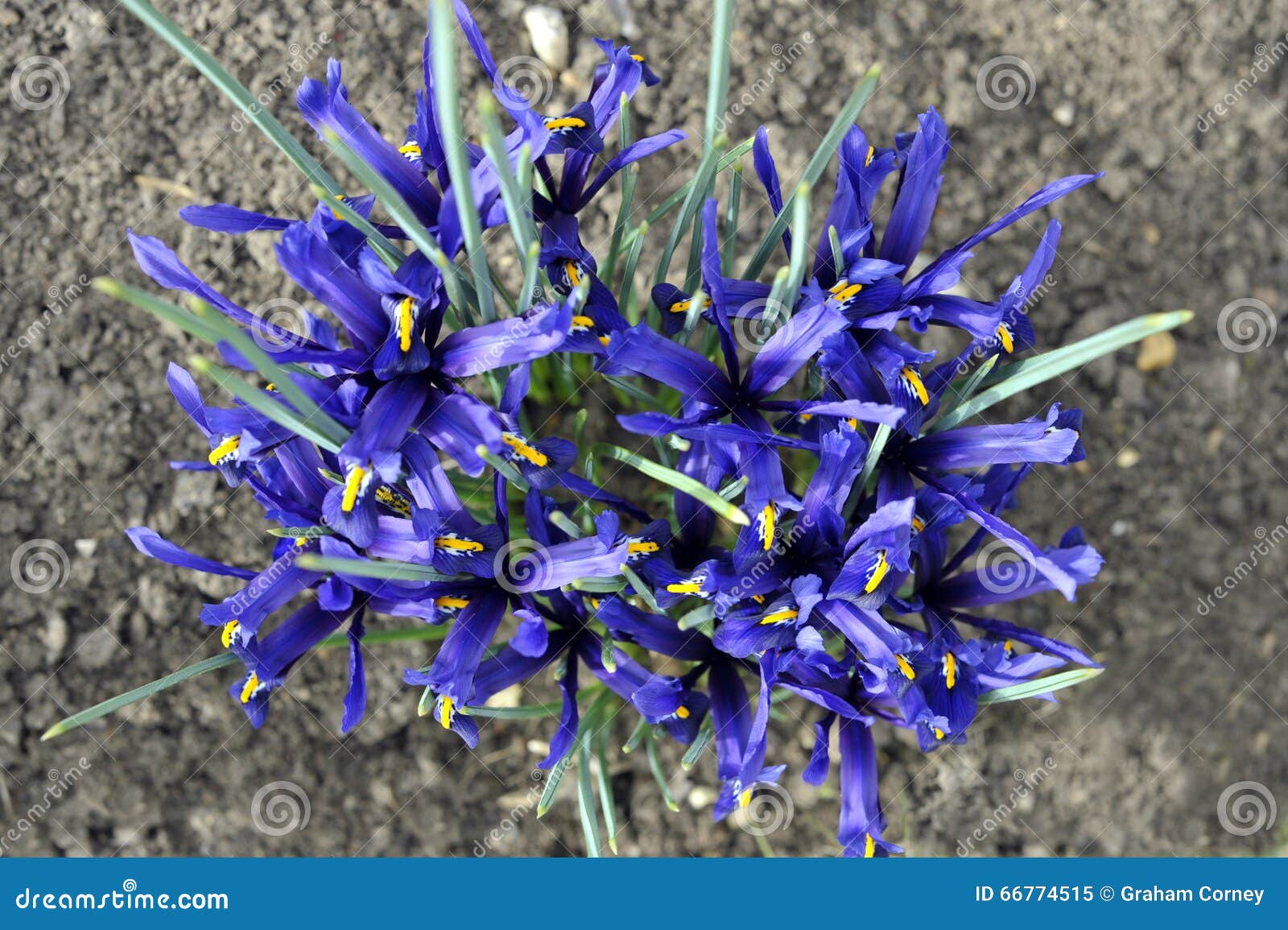 Dwarf Iris stock image. Image of miniature, colour, flora - 66774515