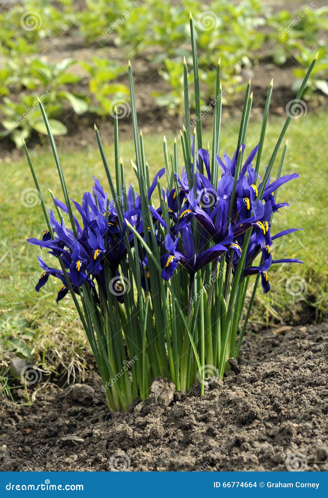 Dwarf Iris stock photo. Image of flowering, garden, hybrid - 66774664