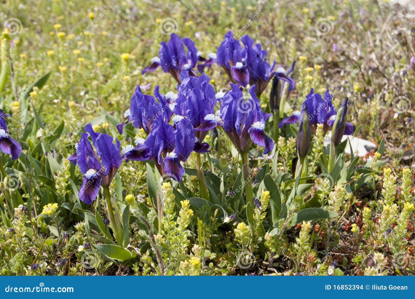 Dwarf Iris Violet stock photo. Image of dwarf, flower - 16852394
