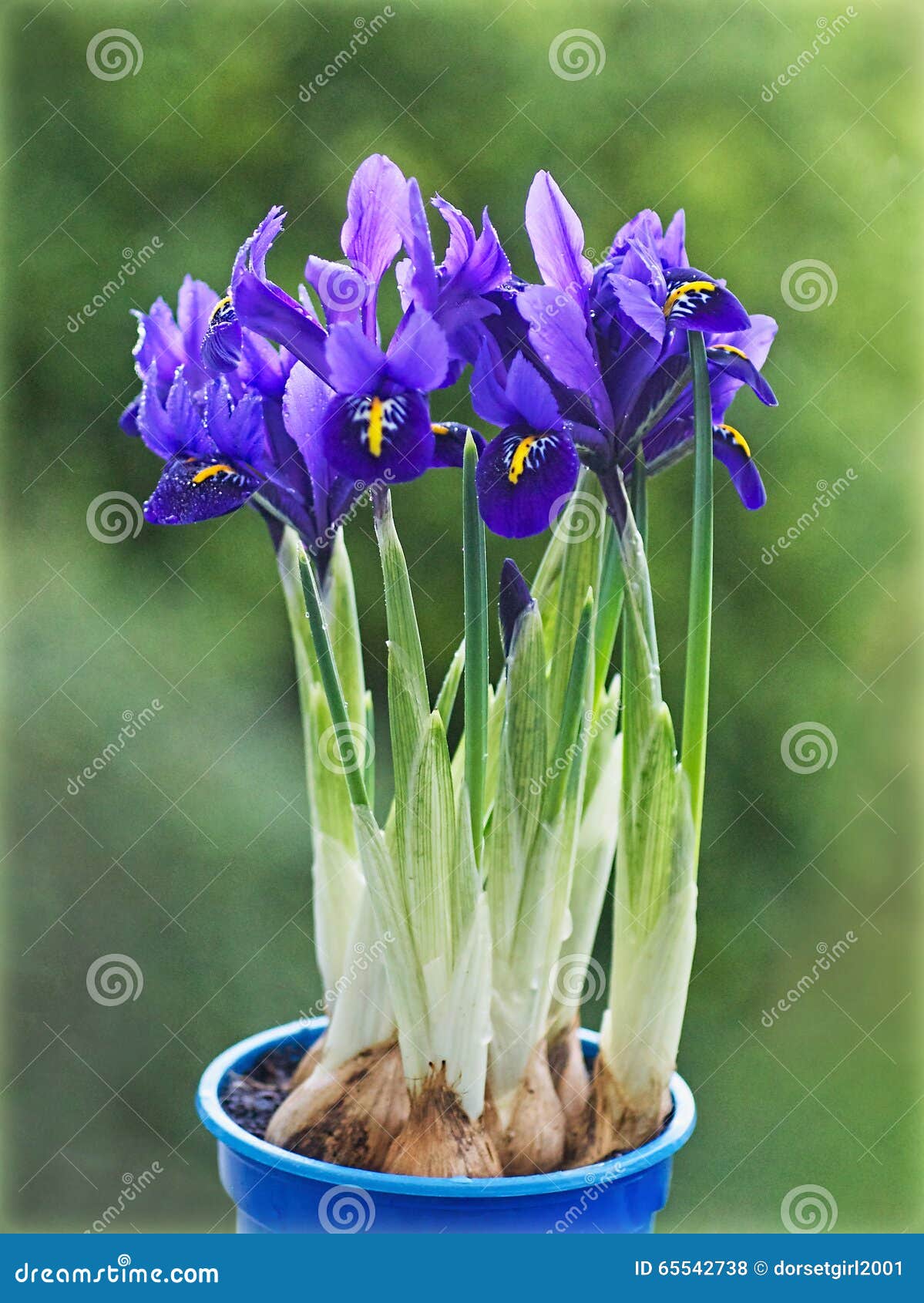 Dwarf irises stock photo. Image of background, soft, sunny - 65542738