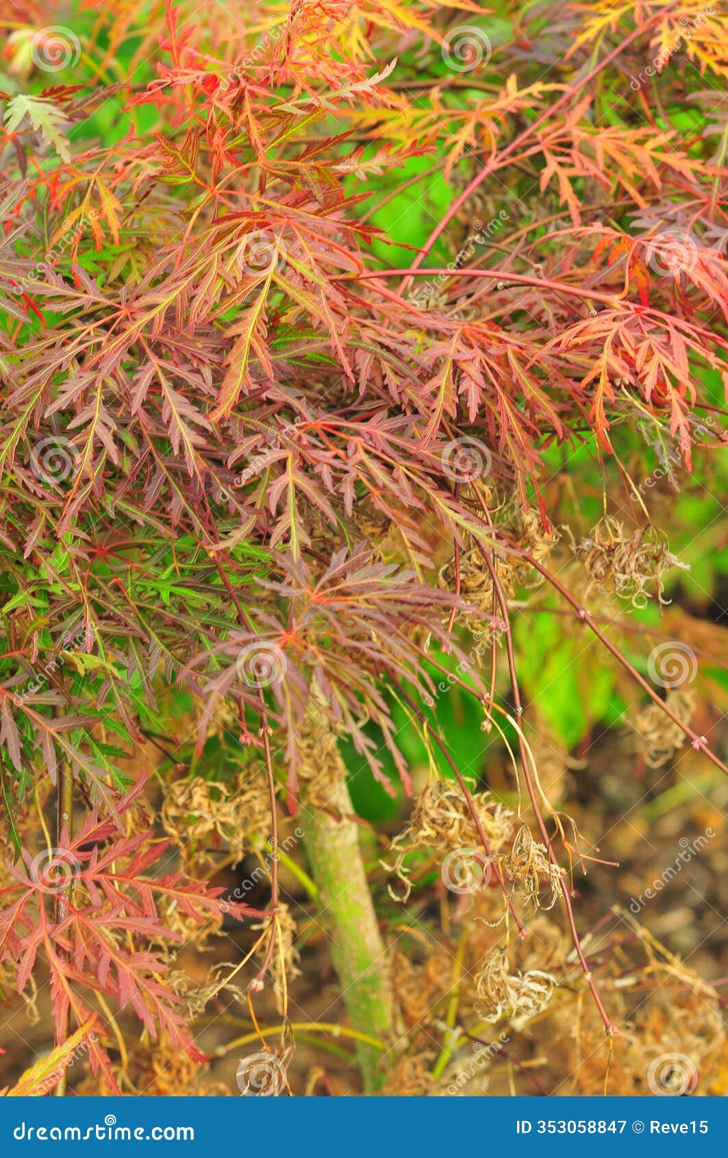 Dwarf Japanese Maple Bonsai Tree, Red Leaves Stock Image - Image of ...