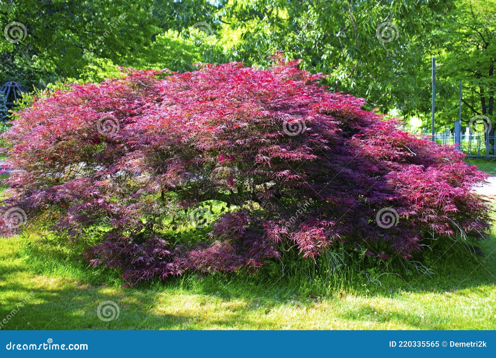 Dwarf Japanese Maple Tree in Rutgers Gardens Stock Image - Image of ...