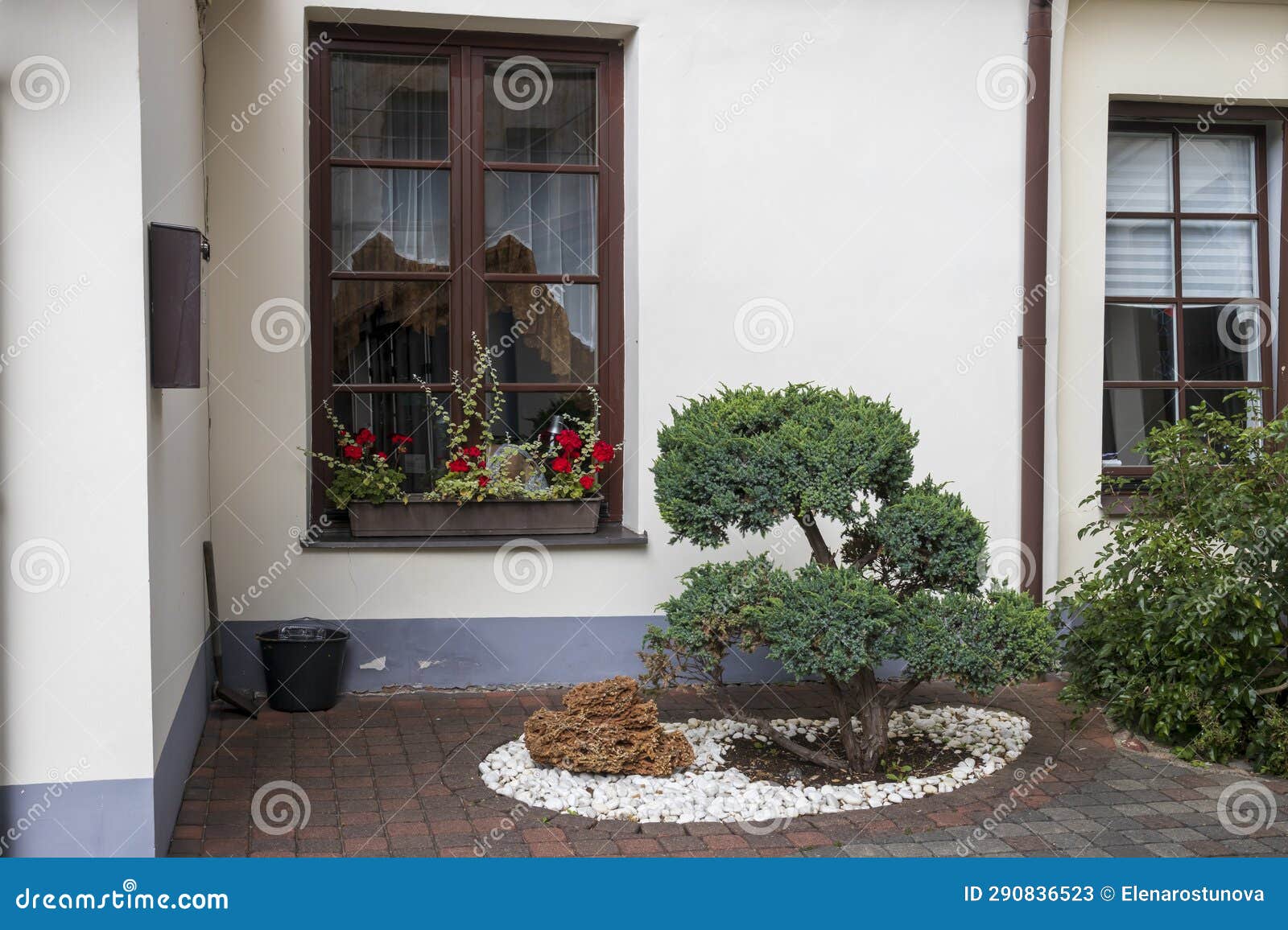 Dwarf Juniper Tree in the Courtyard of the House. Stock Image - Image ...