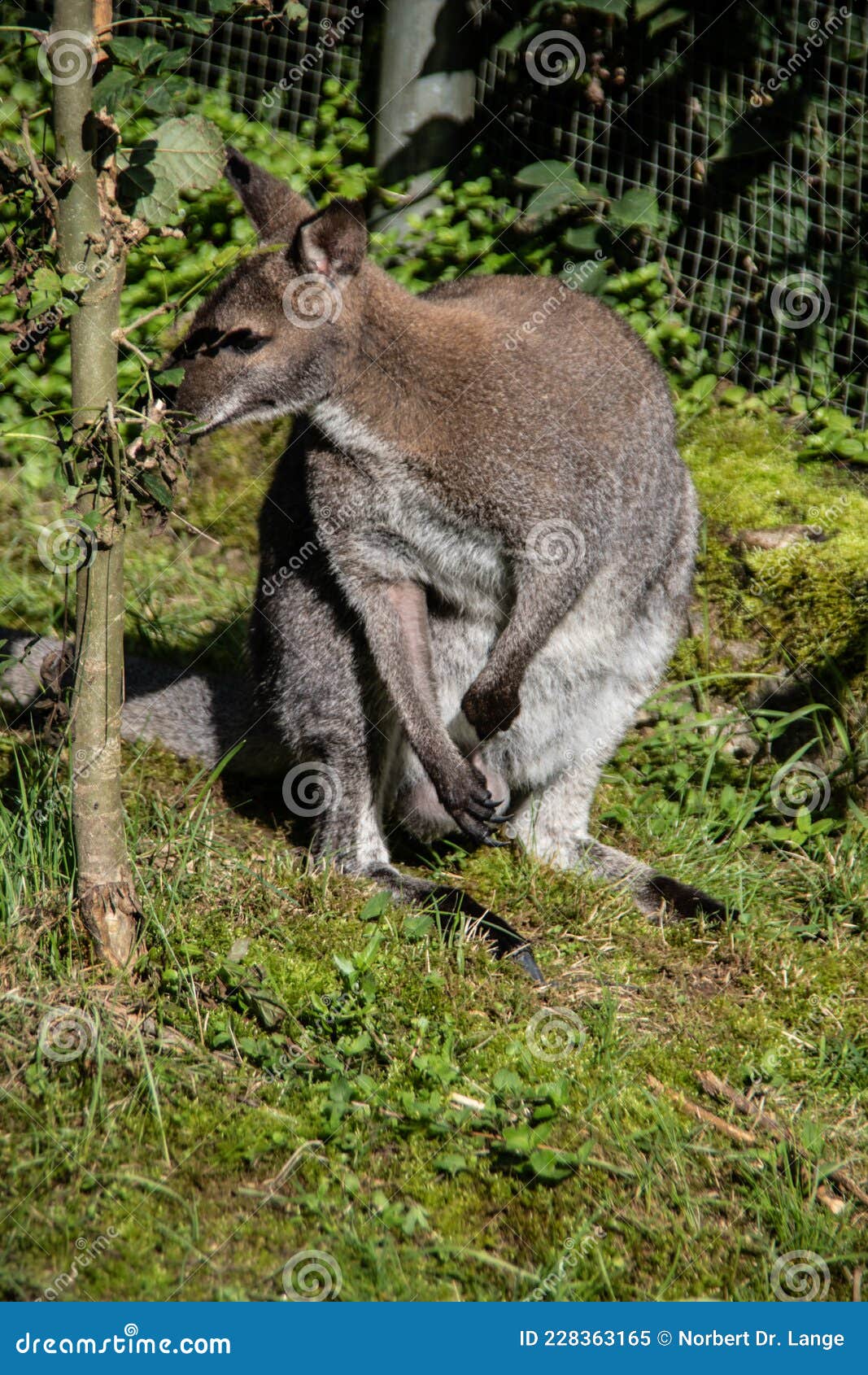 Pygmy Kangaroo