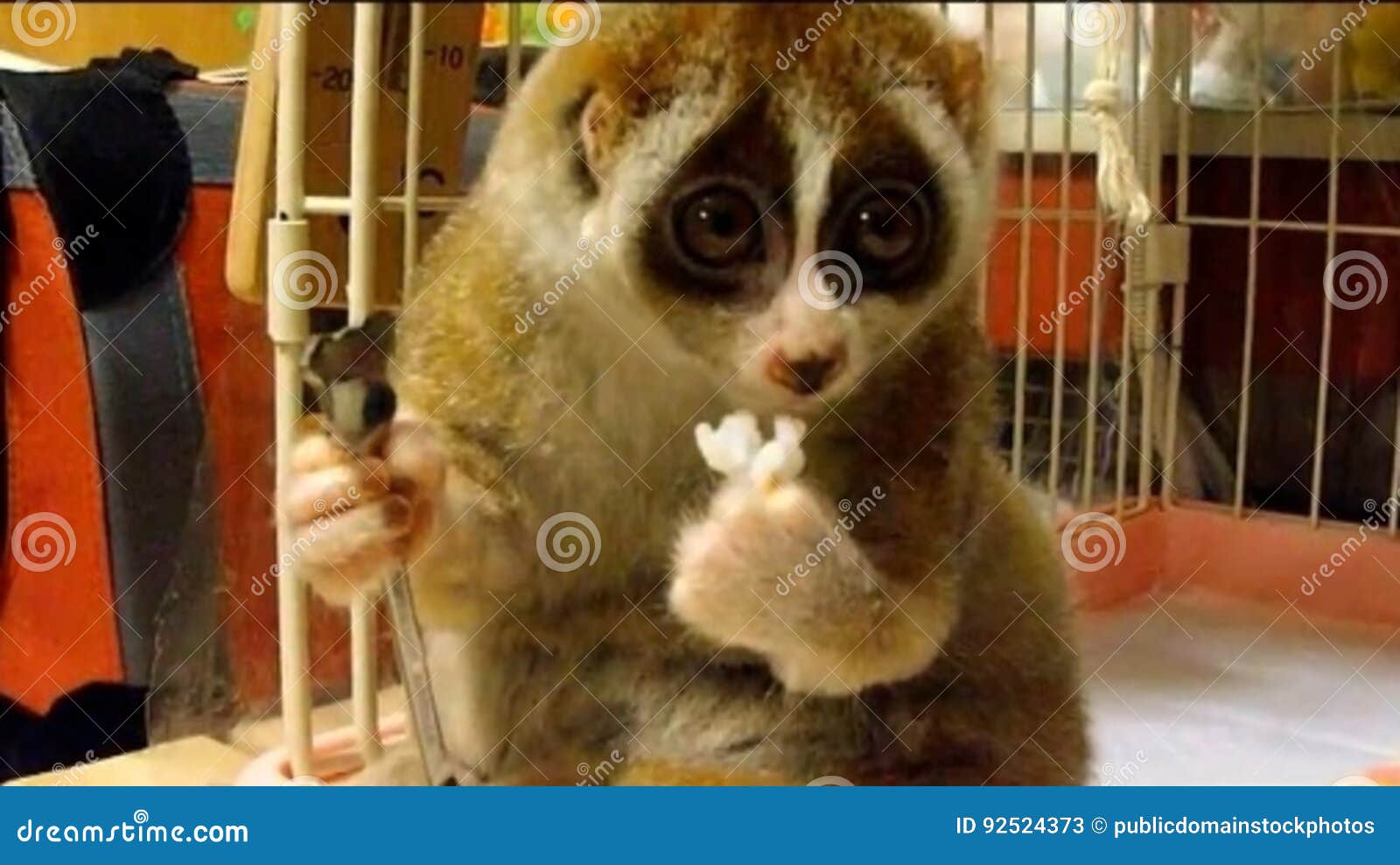 Dwarf Lemur Picture. Image: 92524373
