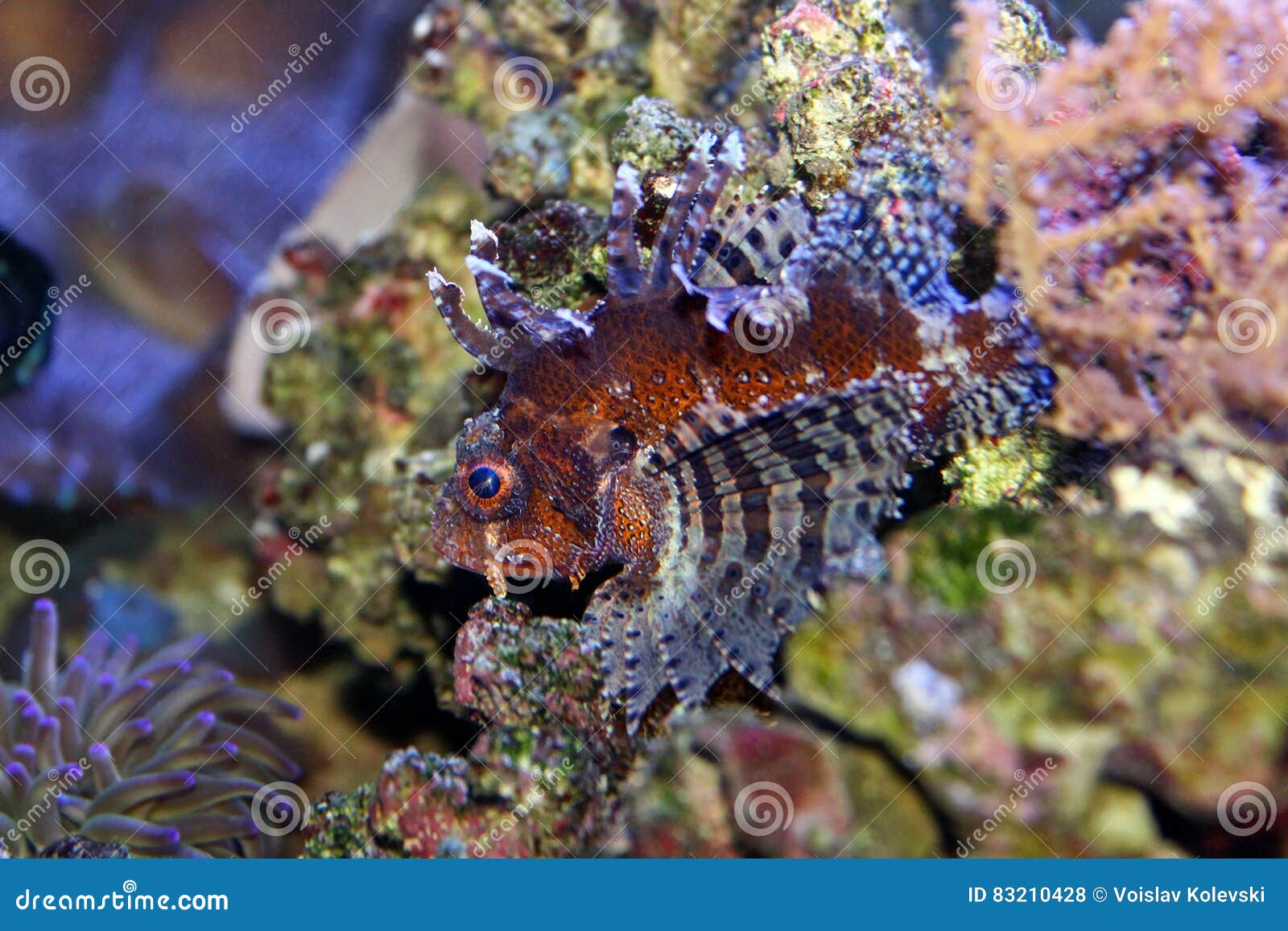 Dwarf lionfish stock photo. Image of ocean, angelfish - 83210428