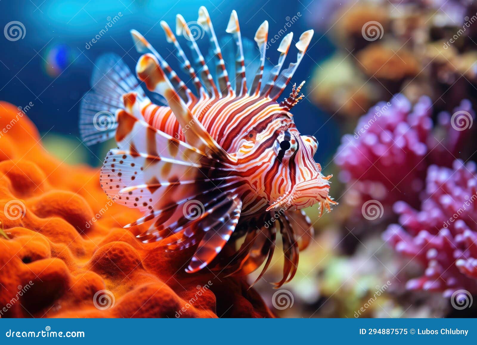 Dwarf Lionfish on the Coral Reefs Stock Illustration - Illustration of ...