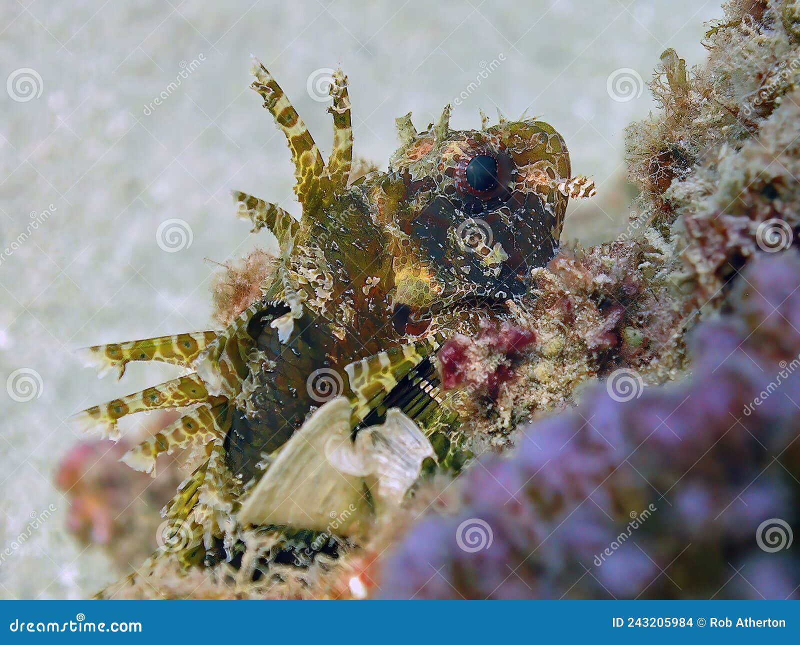 Shortfin Dwarf Lionfish Also Known As Dendrochirus Brachypterus, Dwarf ...