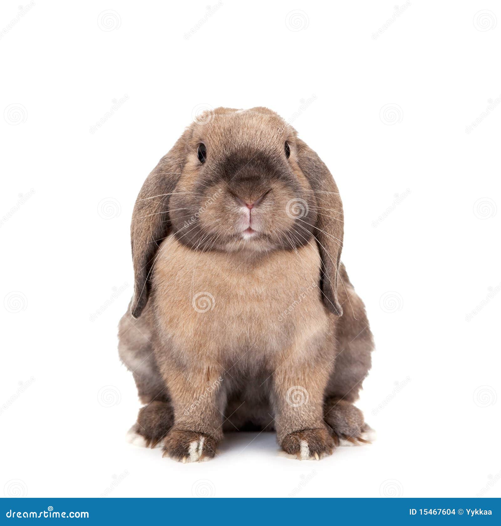 Dwarf Lop-eared Rabbit Breeds Ram. Stock Photo - Image of tradition ...