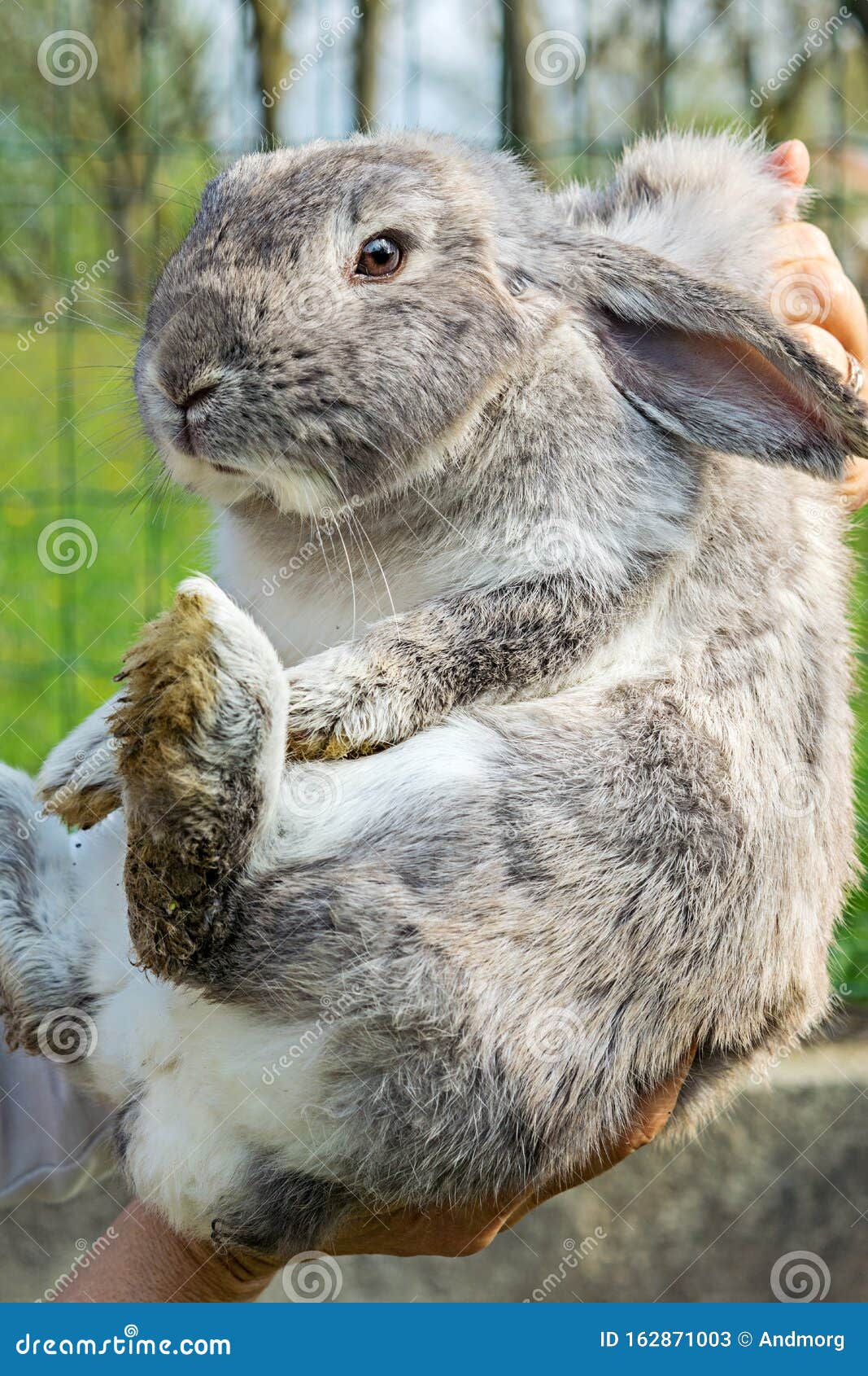 Dwarf Lop-eared Rabbit Breeds Ram Stock Image - Image of detail, breeds ...