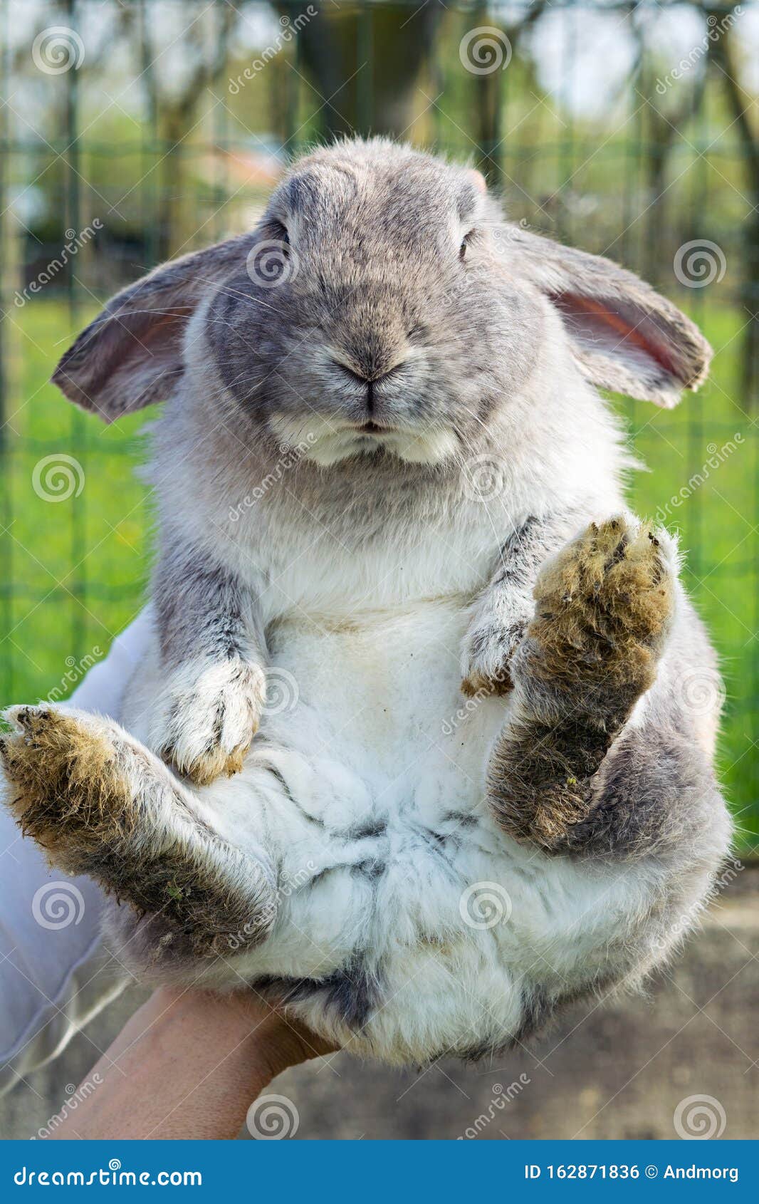 Dwarf Lop-eared Rabbit Breeds Ram Stock Photo - Image of dwarf, grass ...